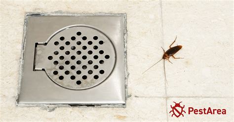 Does Salt Kill Roaches 2025 Pestarea