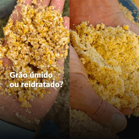 Grão Reidratado Ou Grão úmido Sempre Agtech