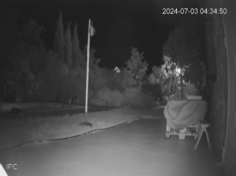 Cat Detection Object Detection Dataset And Pre Trained Model By