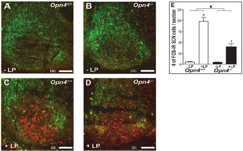 Effects Of A 1 H Light L Pulse On C Fos Immunoreactivity In The Scn Download Scientific