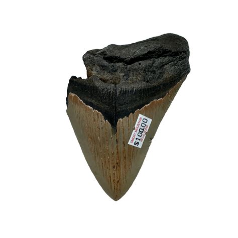 Prehistoric Shark Teeth Smoky Mountain Relic
