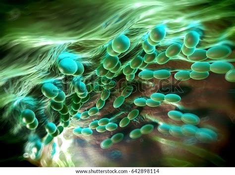 3d Rendering Acetobacter Bacteria Stock Illustration 642898114