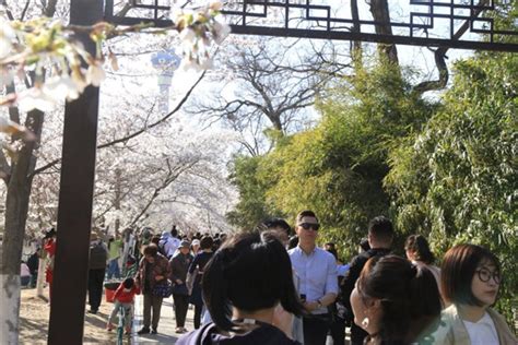 玉渊潭公园第31届樱花节开幕