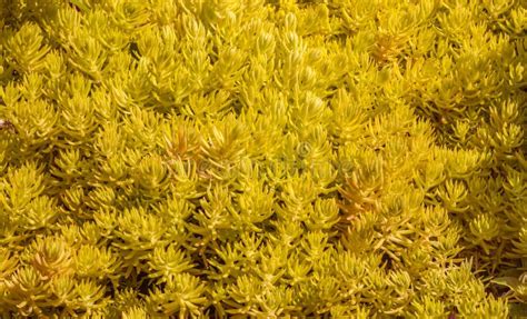 Creeping Garden Plant Sedum Reflexum Beautiful Perennial Succulent