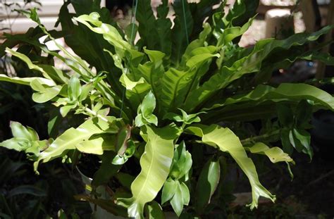 Birds Nest Fern Asplenium Antiquum Crissie
