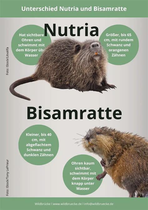 Unterschied Bisamratte Und Nutria Wildtiere In Europa