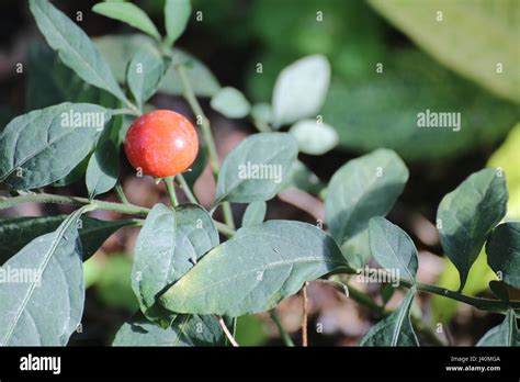 Solanum Pseudocapsicum Jerusalem Cherry Red Orange Nightshade Berries
