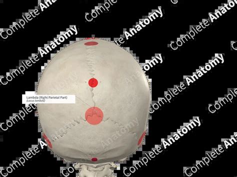Lambda Right Parietal Part Complete Anatomy