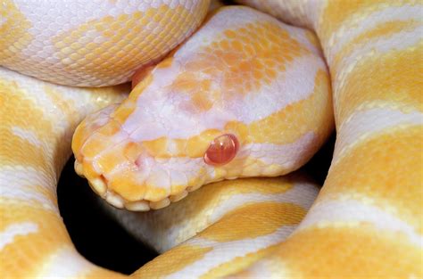Albino Royal Python Photograph By Nigel Downer Pixels