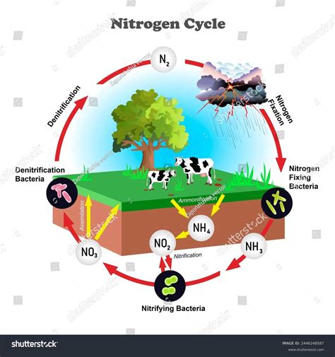 Nitrogen Cycle Diagram Science Education 3d Stock Illustration