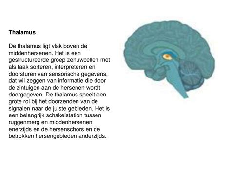 Ppt Het Zenuwstelsel Powerpoint Presentation Free Download Id2429473