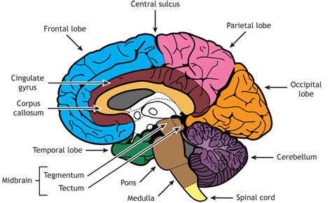 Internal Brain Anatomy Introduction To Neurobiology