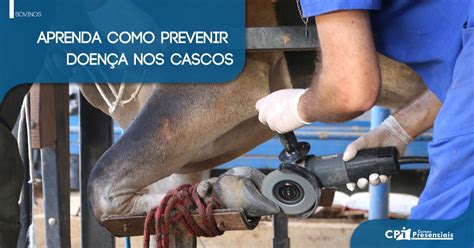Curso de Casqueamento Preventivo e Correção de Aprumos em Bovinos CPT