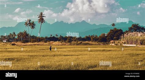 Asian Farmer Make Rice Transplanting Hard Working Rice Plant Growing