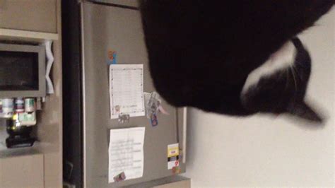 Min Sec Of My Cat Licking Herself Cute Youtube