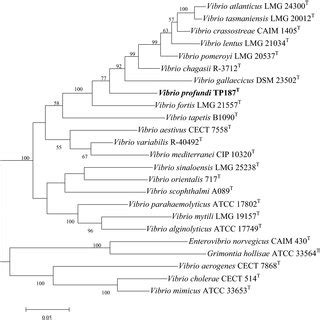 Maximum Likelihood Tree Using Multilocus Sequence Analysis Mlsa Based
