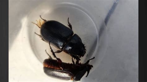 Adult Coconut Rhinoceros Beetles Caught In Traps Set Out In Waikōloa
