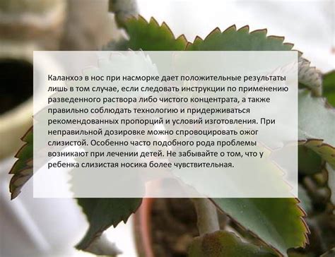 Каланхоэ в нос - фото и картинки: 69 штук