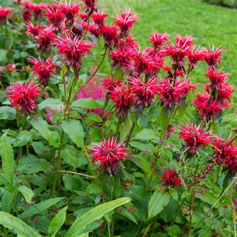 Bergamotplant Cambridge Scarlet Sprinklr