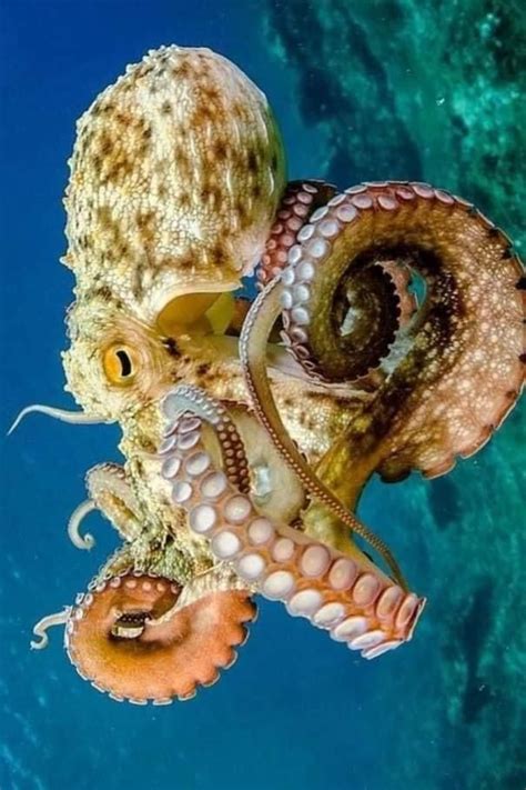 9 Octopus Ideas Octopus Octopus Art Octopus Tattoo Design