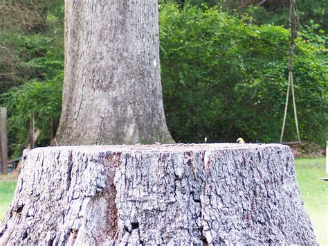037 White Oak Treescharlotte