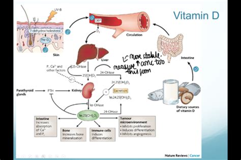 95 Calcium Phosphate And Magnesium Homeostasis Flashcards Quizlet