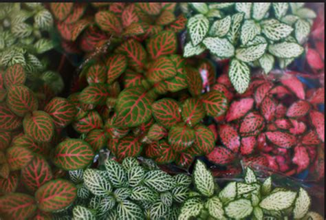 Bioactive Royal Python Plants Plant Care Plants Perfect Plants