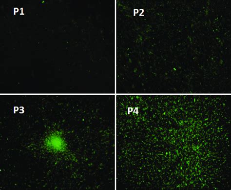 Sox2 Expression In Each Group Download Scientific Diagram