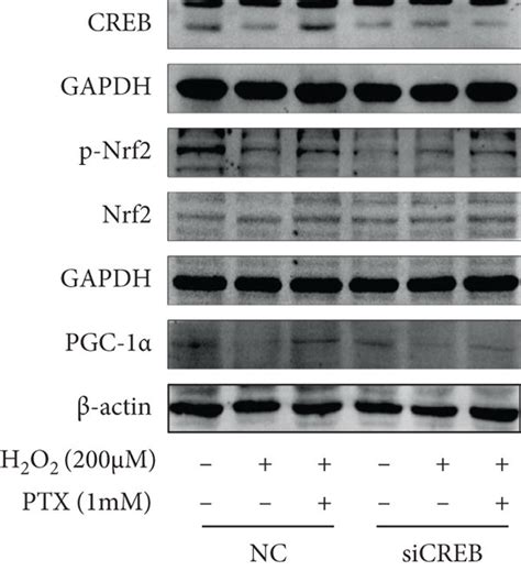 Effects Of PTX Administration On H2O2 Induced Changes In CREB Nrf2