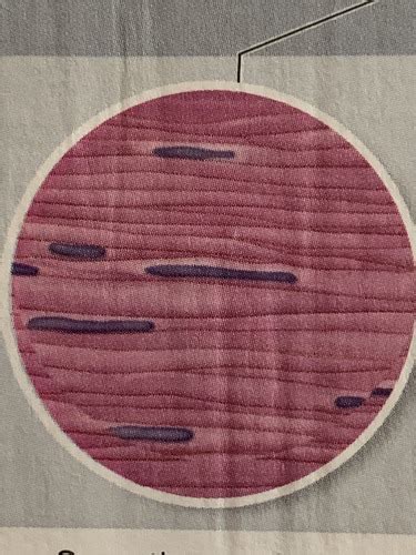 Bio Lab Exam 3 Flashcards Quizlet