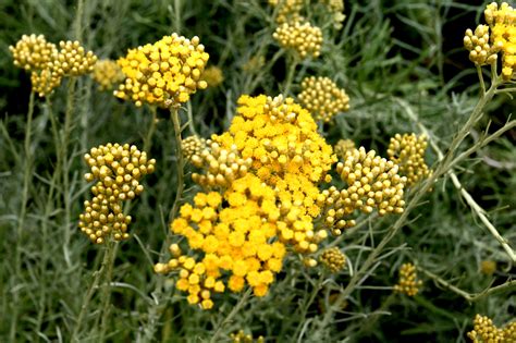 plante immortelle - Idee et astuce de la maison