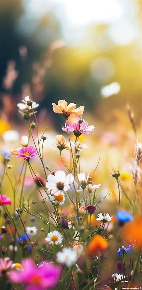 73 عکس از زیبایی تصویر زمینه دخترانه که دل شما را خواهد ربود