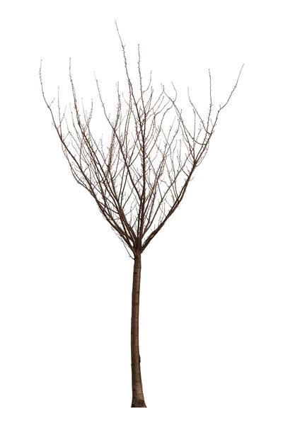 Tree Like Woman Body Stock Vector Muamu 6775289