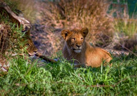 Wallpaper Cat Grass Wildlife Sun National Park Big Cats Zoo