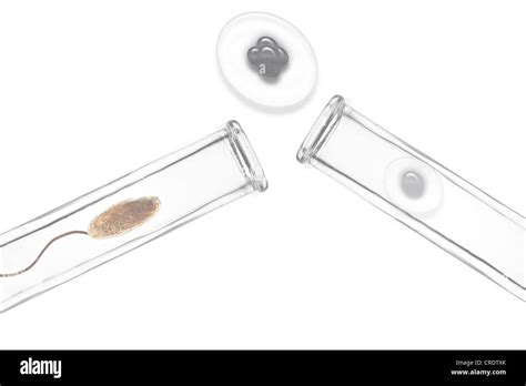 Artificial Insemination Scientific Illustration Cut Out Stock Images Pictures Alamy