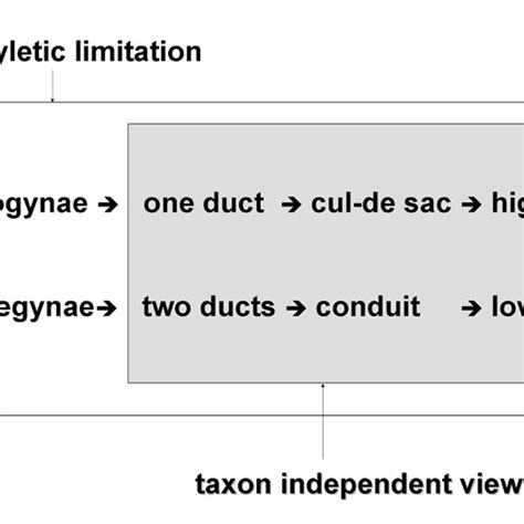 Hypothetical Sperm Stratification Inside The Spermatheca Of A Spider