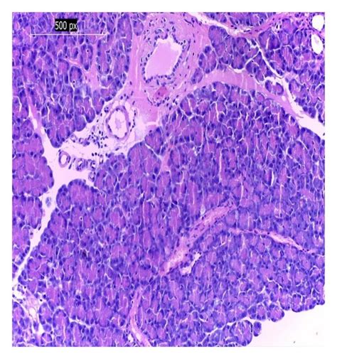 A Photomicrography Of Pancreas Of Rat From The Negative Control Group