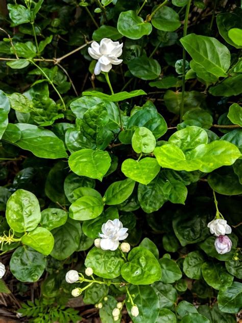 Organic Jasmine Sambac Plant Buy Online Mudbrick Herb Cottage