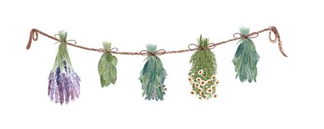 밧줄에 매달려 있는 다른 허브 건조 카모마일 라벤더 세이지 레몬 밤 수채화 그림 절연 통하고 있는 White 카드 패키지 민간 요법 조리법 허브 디자인을 위한 고품질 예술