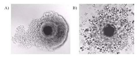 Compact Cumulus A Tightly Attached Cells Surrounding The Oocyte With