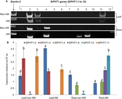 A Expression Analysis By Semi Quantitative Rt Pcr Cdna Was Prepared