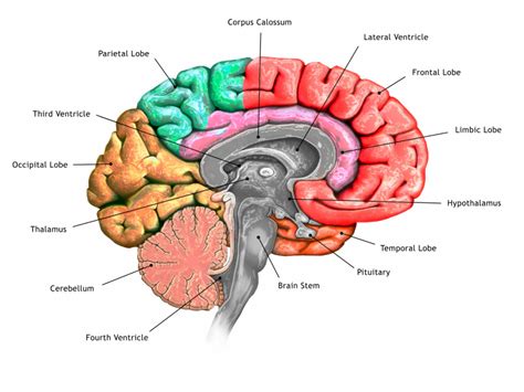 科學家們可能已經確定了產生恐懼的神經元