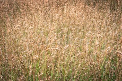 Native Prairie Grasses For Reclamation Of Oil And Gas Sites Bamert Seed