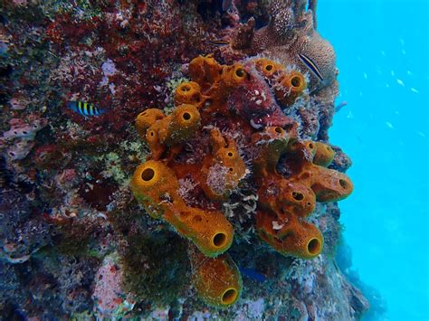 Coral Reef Conservation Caribbean Sea Education Association