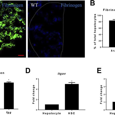 Fibrinogen Production And Integrin αvβ5 Expression In The Liver A If Download Scientific