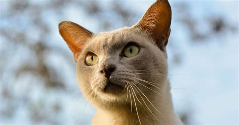 8 Of The Friendliest Cat Breeds
