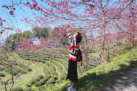 新北｜禾煦熊空休閒農場：700公尺高山秘境賞櫻去！走訪百年茶園、杉林古棧，一探櫻花、落羽松美景 輕旅行