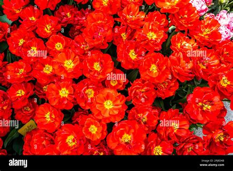 Colourful Tulip Fields Captured In The Netherlands During Spring