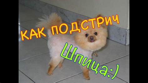 Как подстричь ШПИЦА Груминг ШПИЦА или КАК Я СТРИГУ СОБАКУ Grooming Pomeranian Youtube