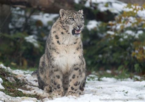 美国一男子猎杀珍稀雪豹并晒照遭十万人签名抵制